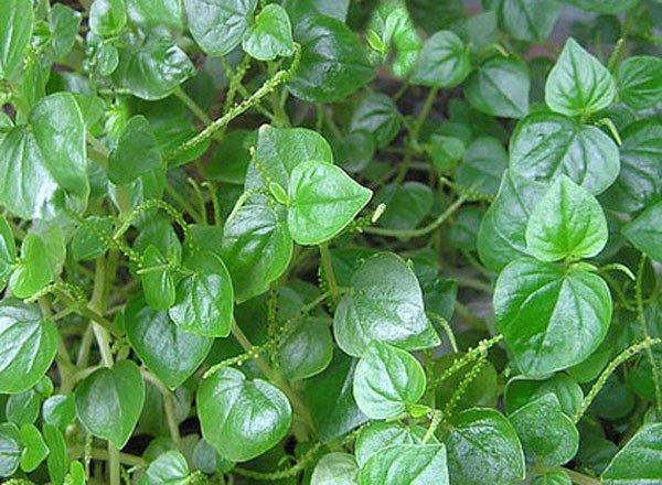 Pepper Elder Peperomia Pellucida | Island Herbs & Spices