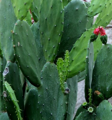 Prickly Pear OpuntiaFicus-indica(Tuna) | Island Herbs & Spices