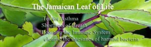 Leaf of Life: Where It Grows and How to Use It | Island Herbs & Spices