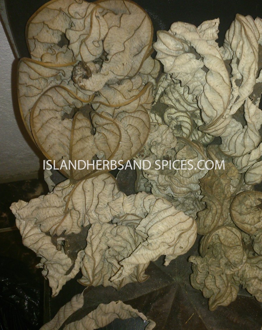 Jamaican Trumpet Leaves (Cecropia peltata) | Island Herbs & Spices