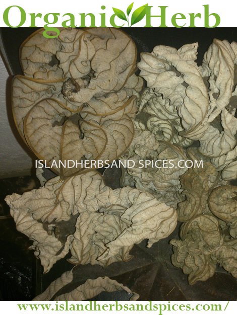 Trumpet Tree – Leaves (Cecropia peltata) | Island Herbs & Spices