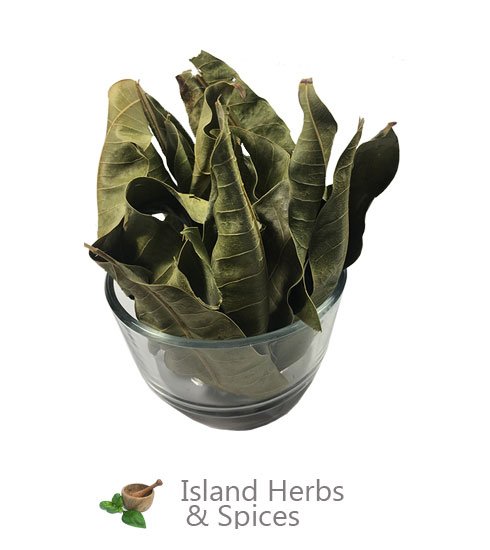 Mango Leaves, Health Benefits of Mango Leaves | Island Herbs & Spices